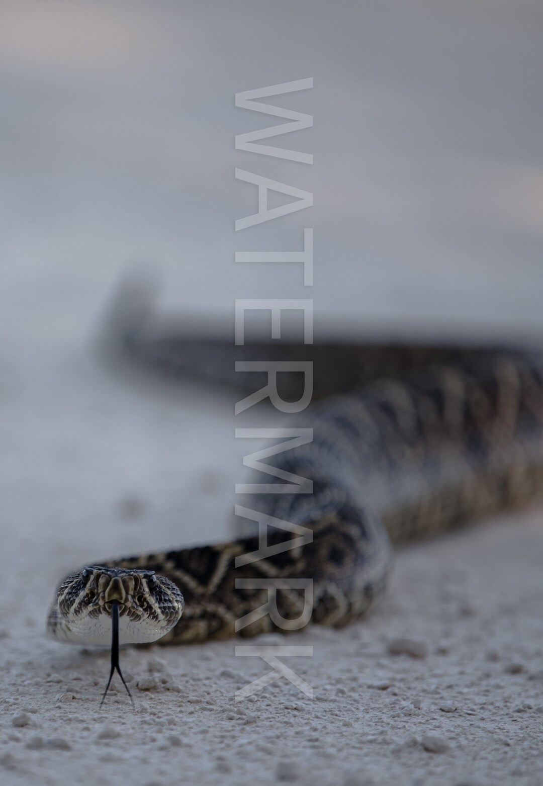 Diamondback Rattlesnake, Florida, Reptile, Wildlife Photography, Animal ...
