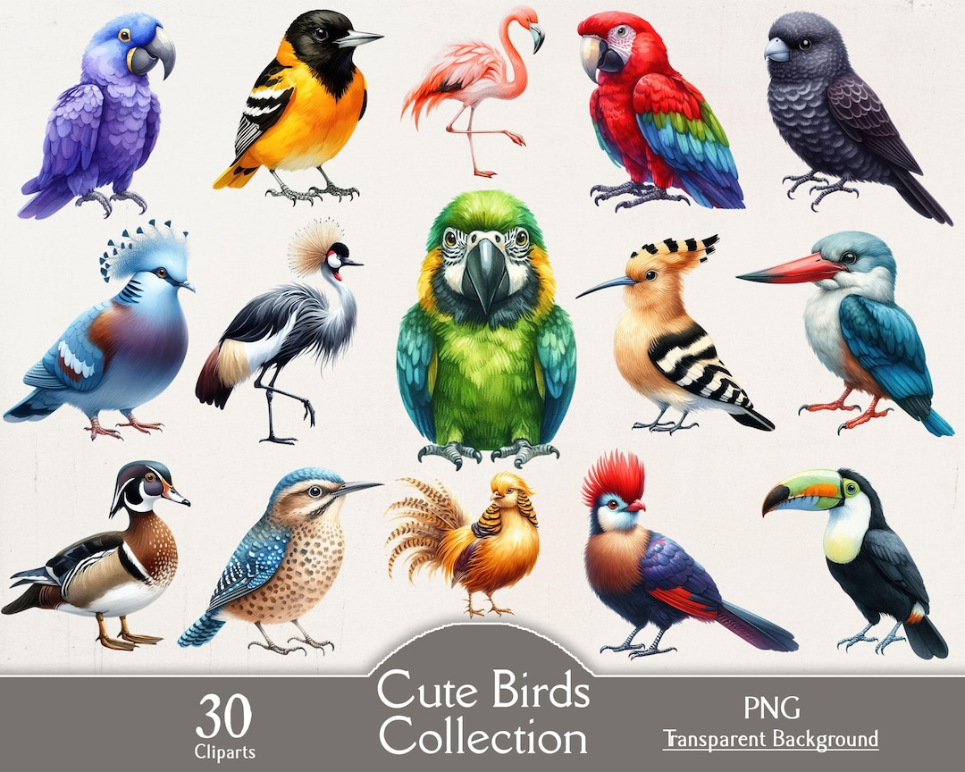 Cute Birds Clipart Collection, 30 PNG Cliparts, Watercolor Birds Bundle ...