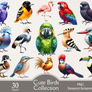 Cute Birds Clipart Collection, 30 PNG Cliparts, Watercolor Birds Bundle ...