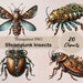 Steampunk Insects, 20 PNG Cliparts, Steampunk, Insect, Printable ...