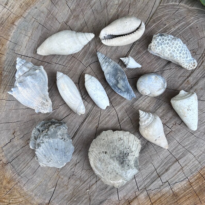 RARE Authentic 13 Piece Florida Fossilized Seashell Collection ...
