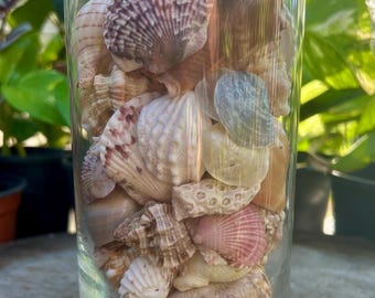 Sanibel Island Seashells Seashell Collection Beach Decor Coastal ...
