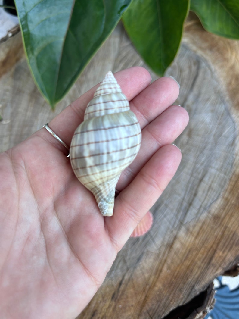 Sanibel Island Seashells Seashell Collection Beach Decor Coastal ...