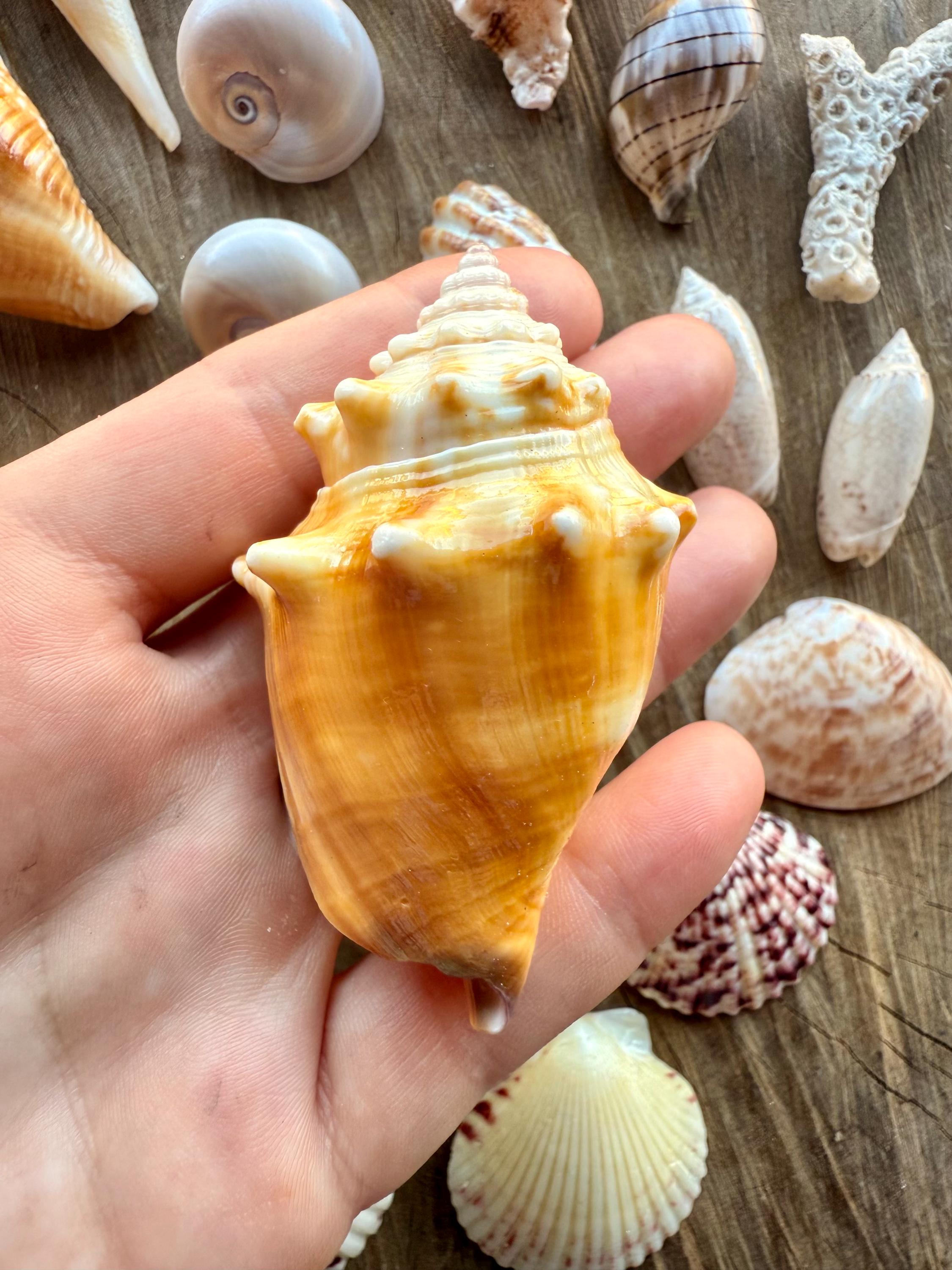 Florida Seashell Collection | Sanibel Island | Florida Seashells ...