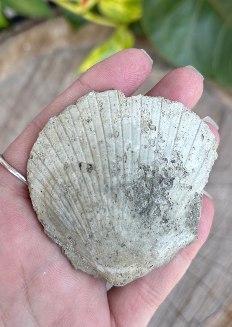 RARE Authentic 13 Piece Florida Fossilized Seashell Collection W ...