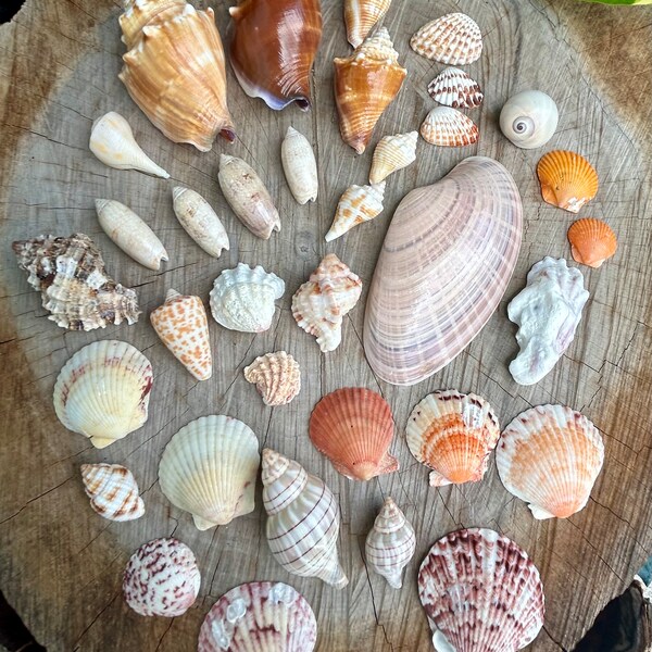 Seashell Collection - Etsy