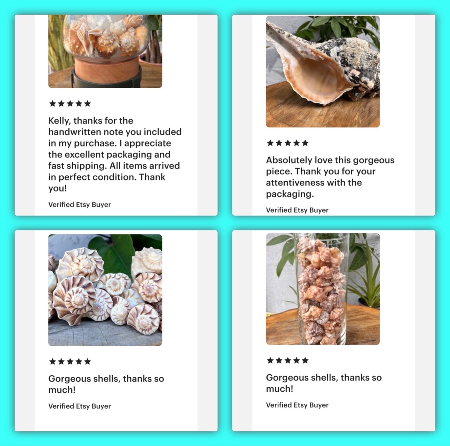 Cockle Shells From Florida Sanibel Island Mixed Cockle Shells Assorted ...