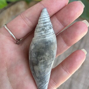 RARE Authentic 13 Piece Florida Fossilized Seashell Collection ...