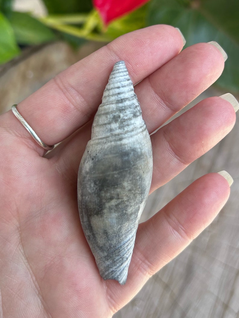 RARE Authentic 13 Piece Florida Fossilized Seashell Collection W ...