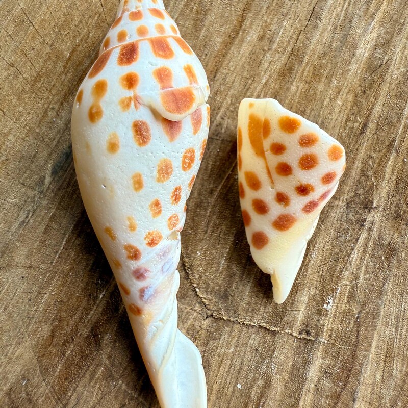 Sanibel Island Shell Art - Etsy