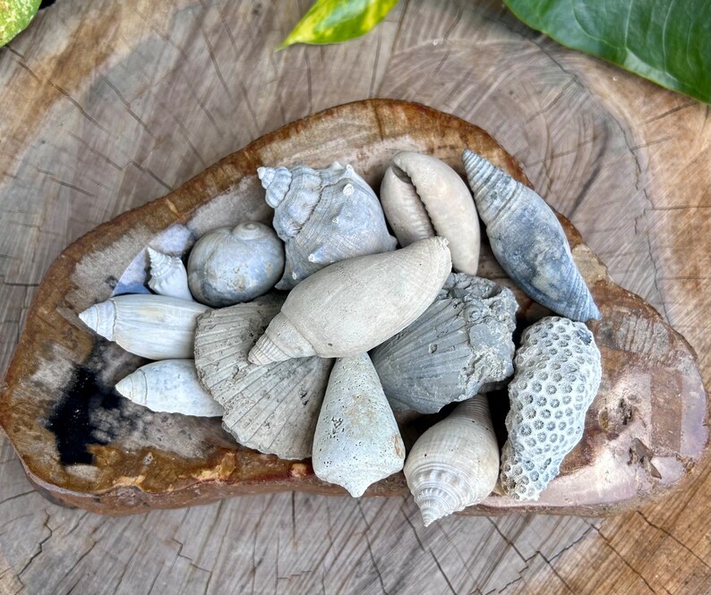 RARE Authentic 13 Piece Florida Fossilized Seashell Collection ...