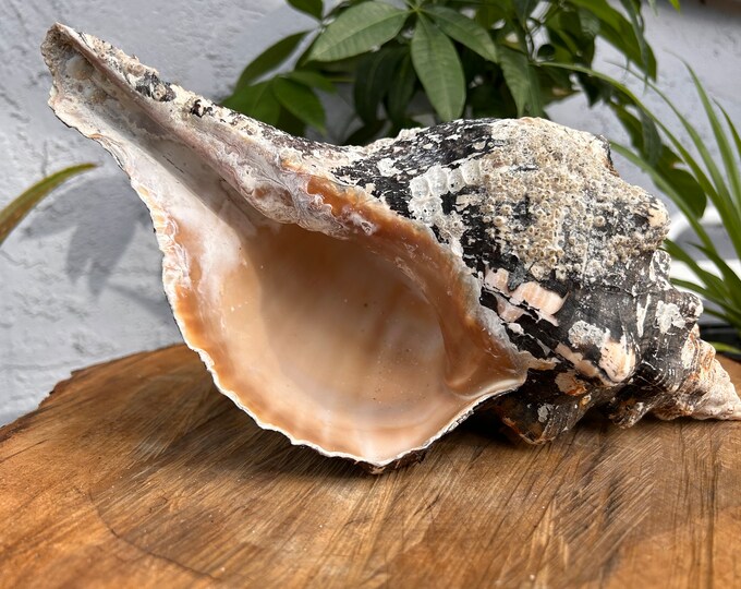 Rare XL Florida Horse Conch 12 Inch Official Shell of Florida Sanibel ...