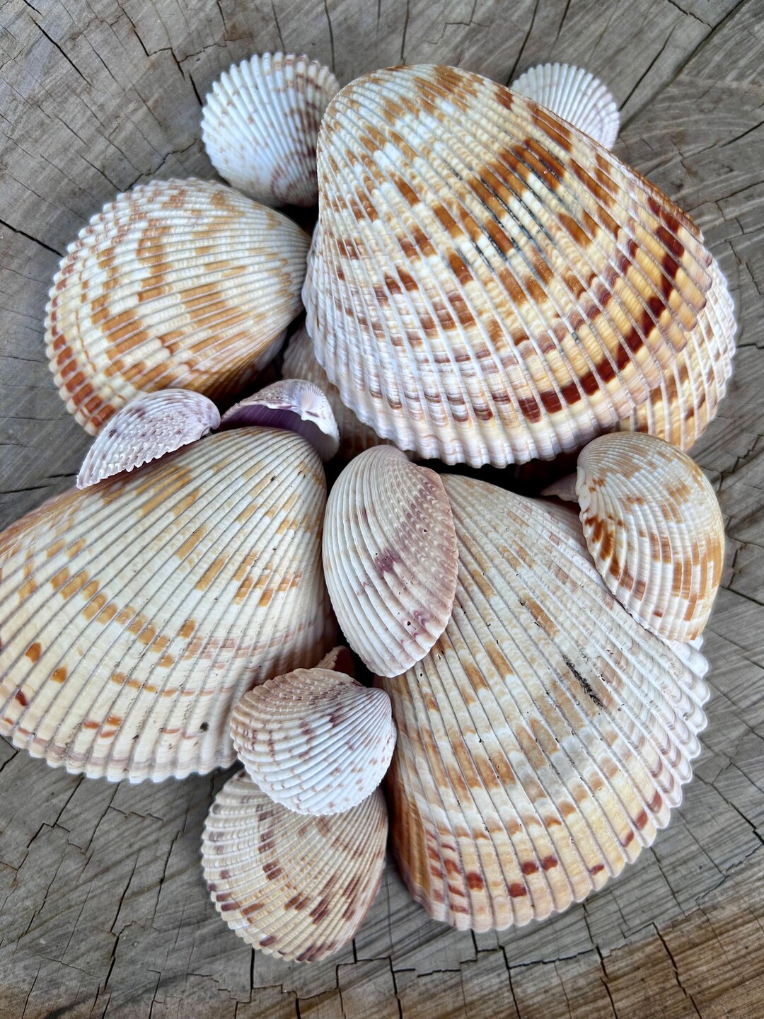 Cockle Shells From Florida Sanibel Island Mixed Cockle Shells Assorted ...