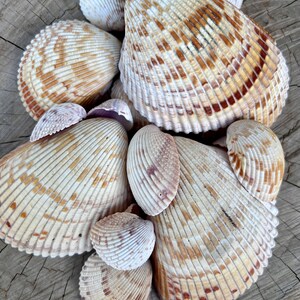 Cockle Shells From Florida Sanibel Island Mixed Cockle Shells Assorted ...