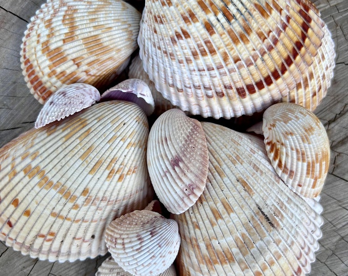 Cockle Shells From Florida Sanibel Island Mixed Cockle Shells Assorted ...