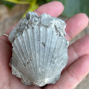 RARE Authentic 13 Piece Florida Fossilized Seashell Collection ...