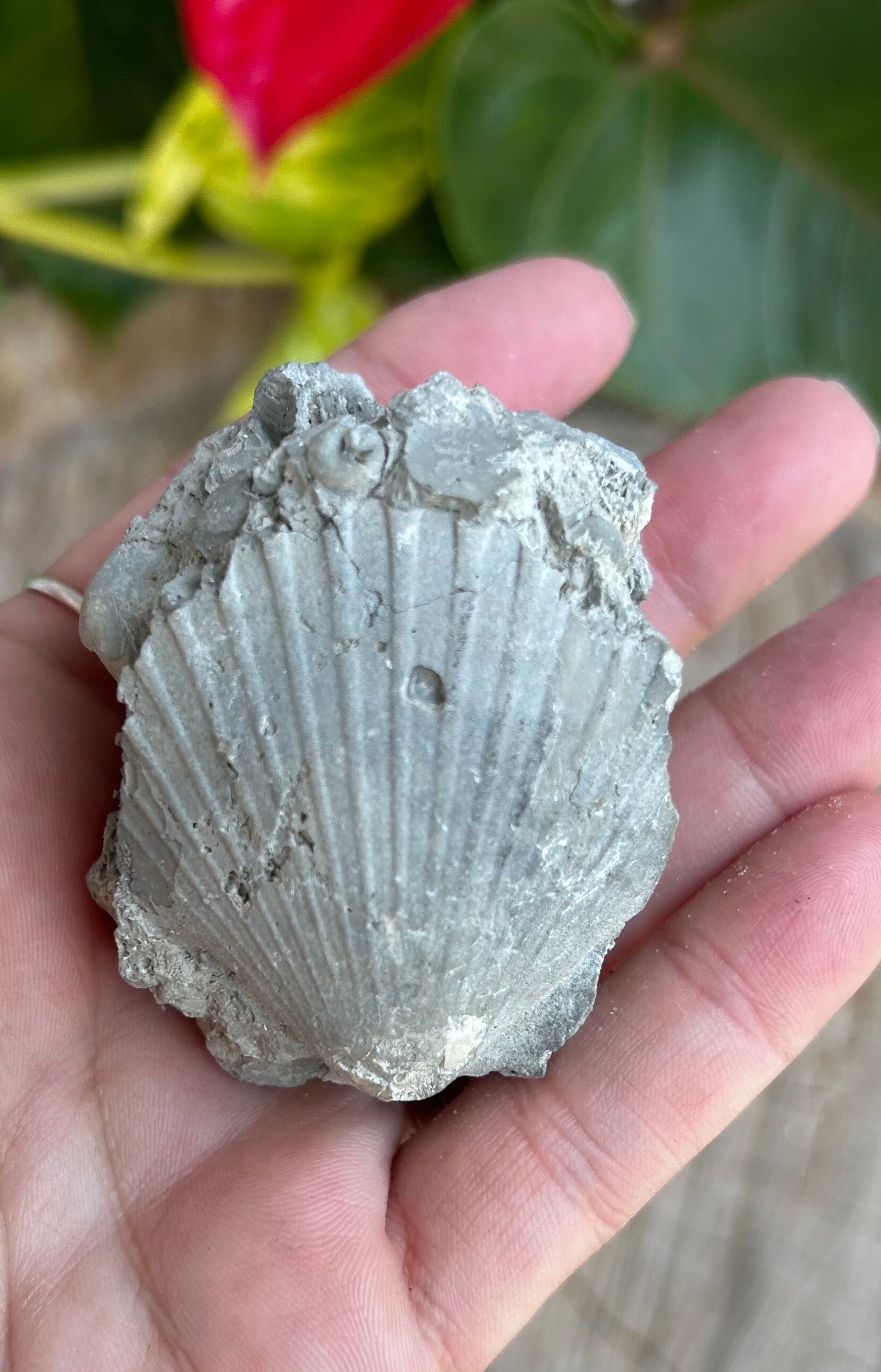 RARE Authentic 13 Piece Florida Fossilized Seashell Collection W ...