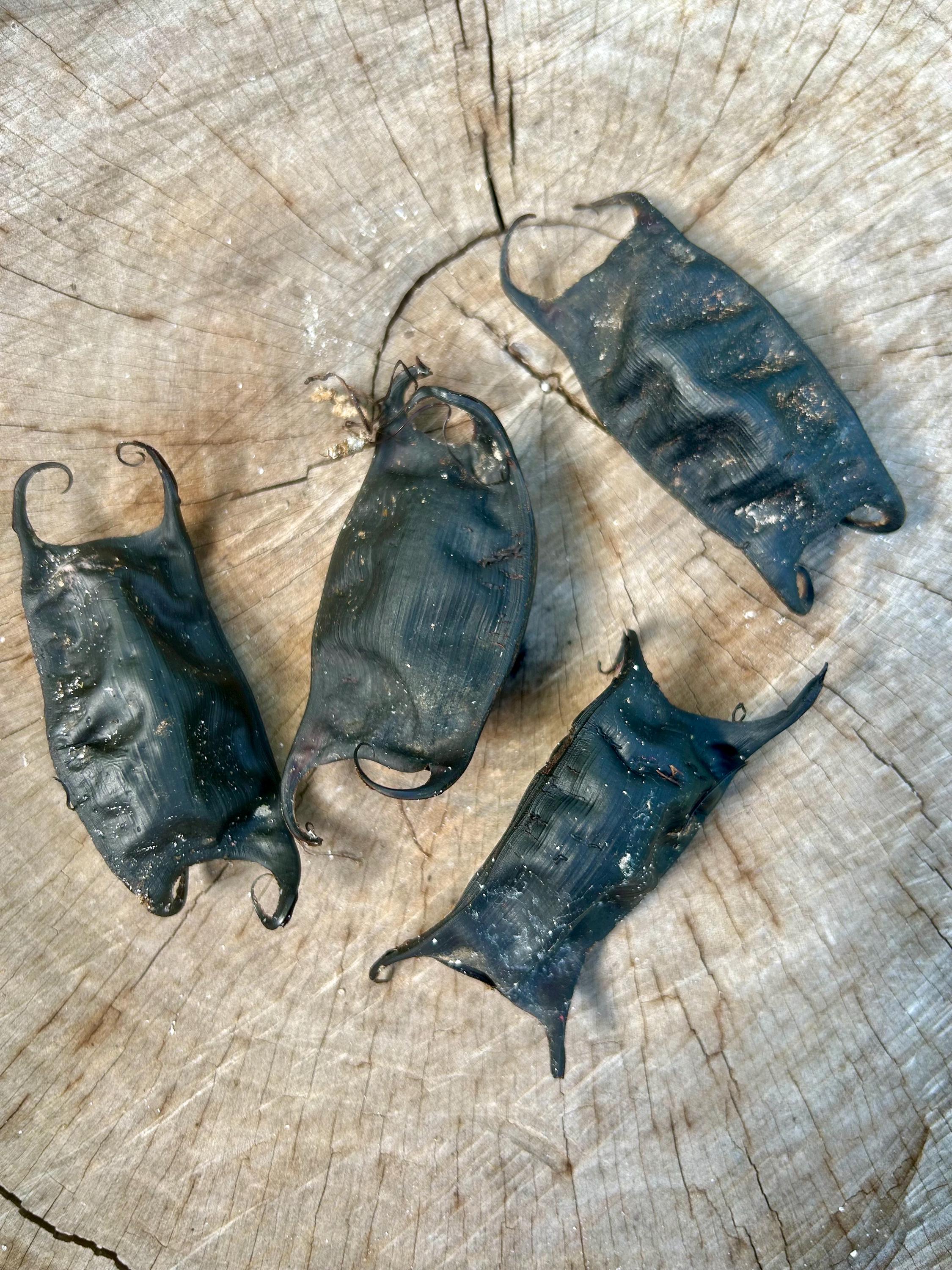 Mermaid’s Purse | Devils Purse | Skate Egg | Shark Egg | Prosperity ...