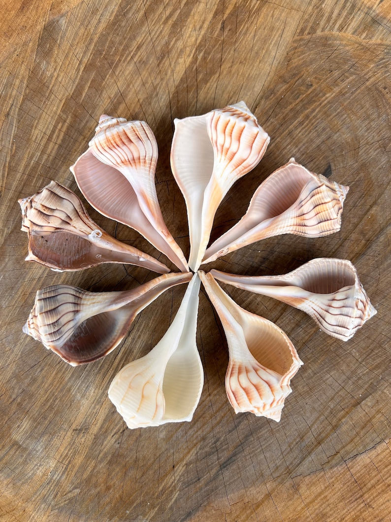 Sanibel Island Lightening Whelks 3 Inches Seashells Shells for Crafts ...
