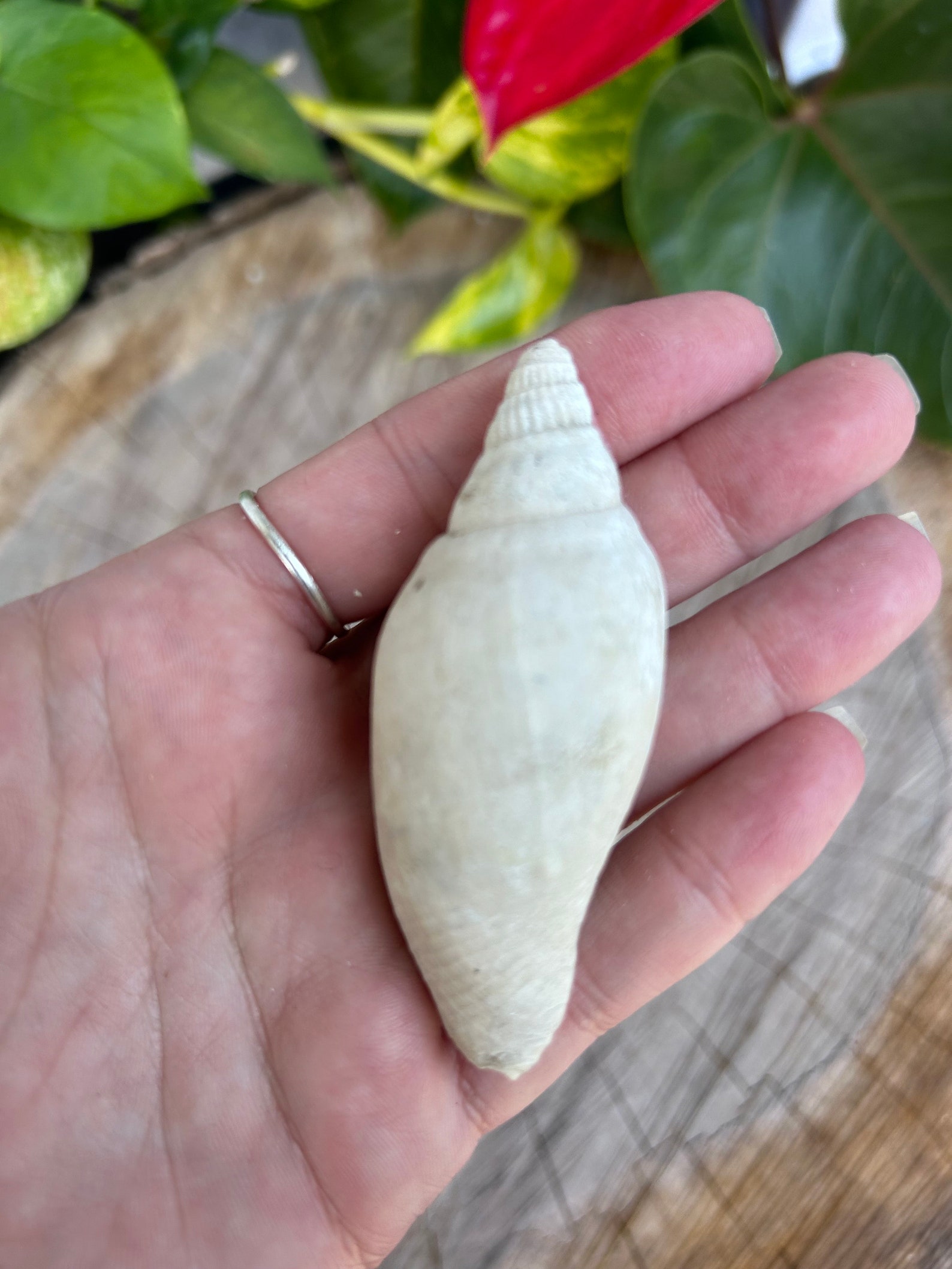 RARE Authentic 13 Piece Florida Fossilized Seashell Collection ...