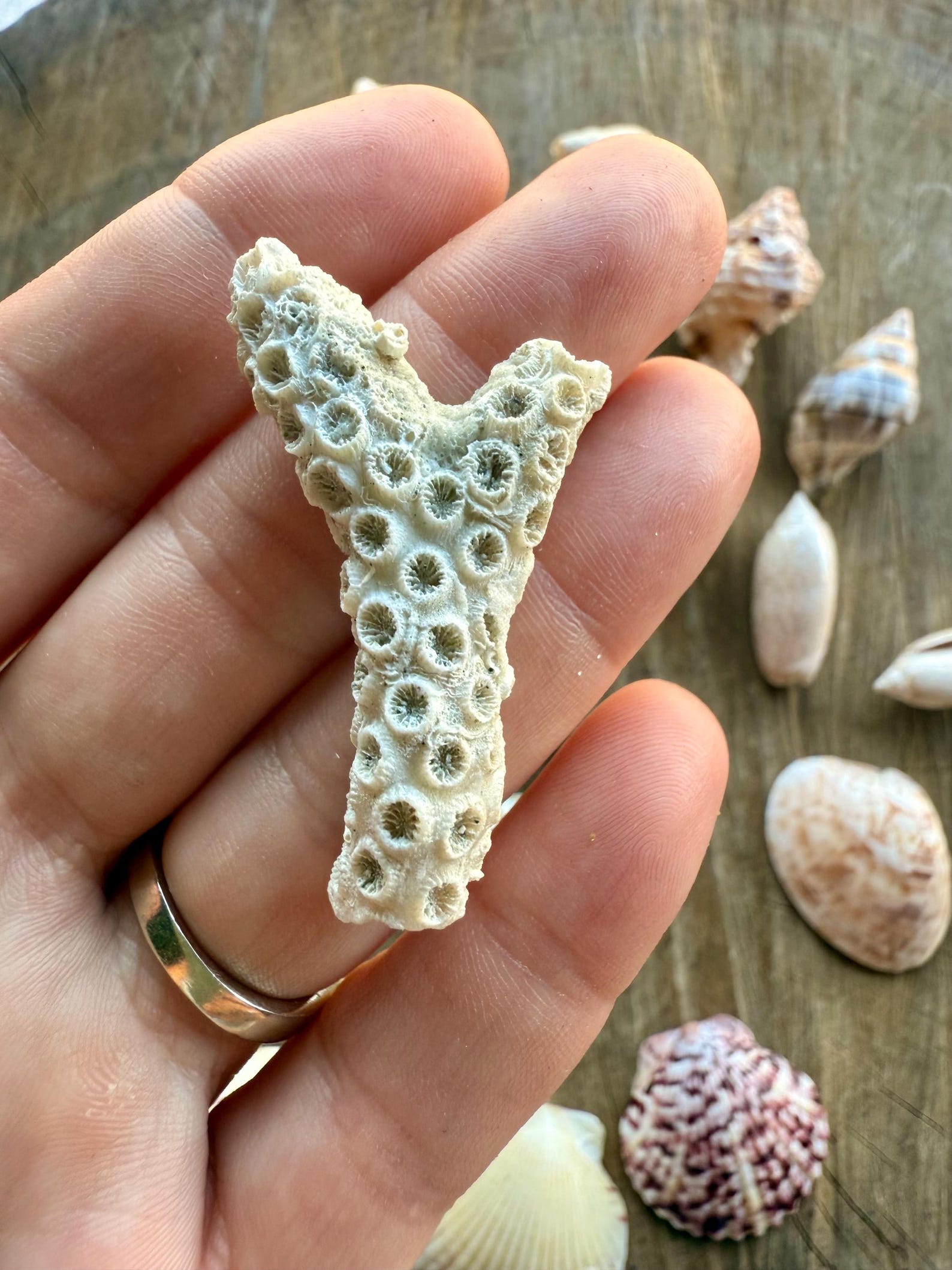 Florida Seashell Collection | Sanibel Island | Florida Seashells ...