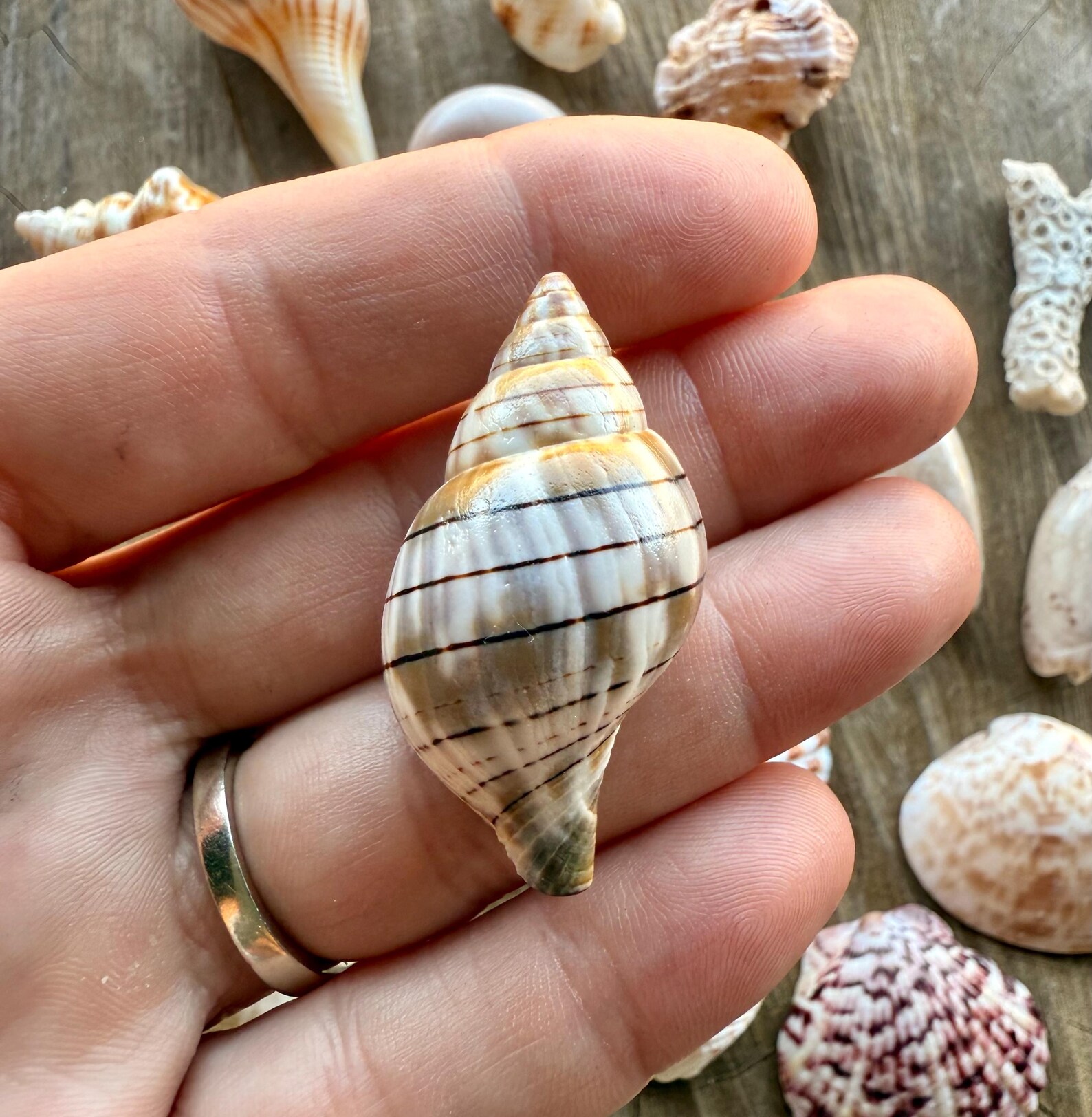 Florida Seashell Collection | Sanibel Island | Florida Seashells ...
