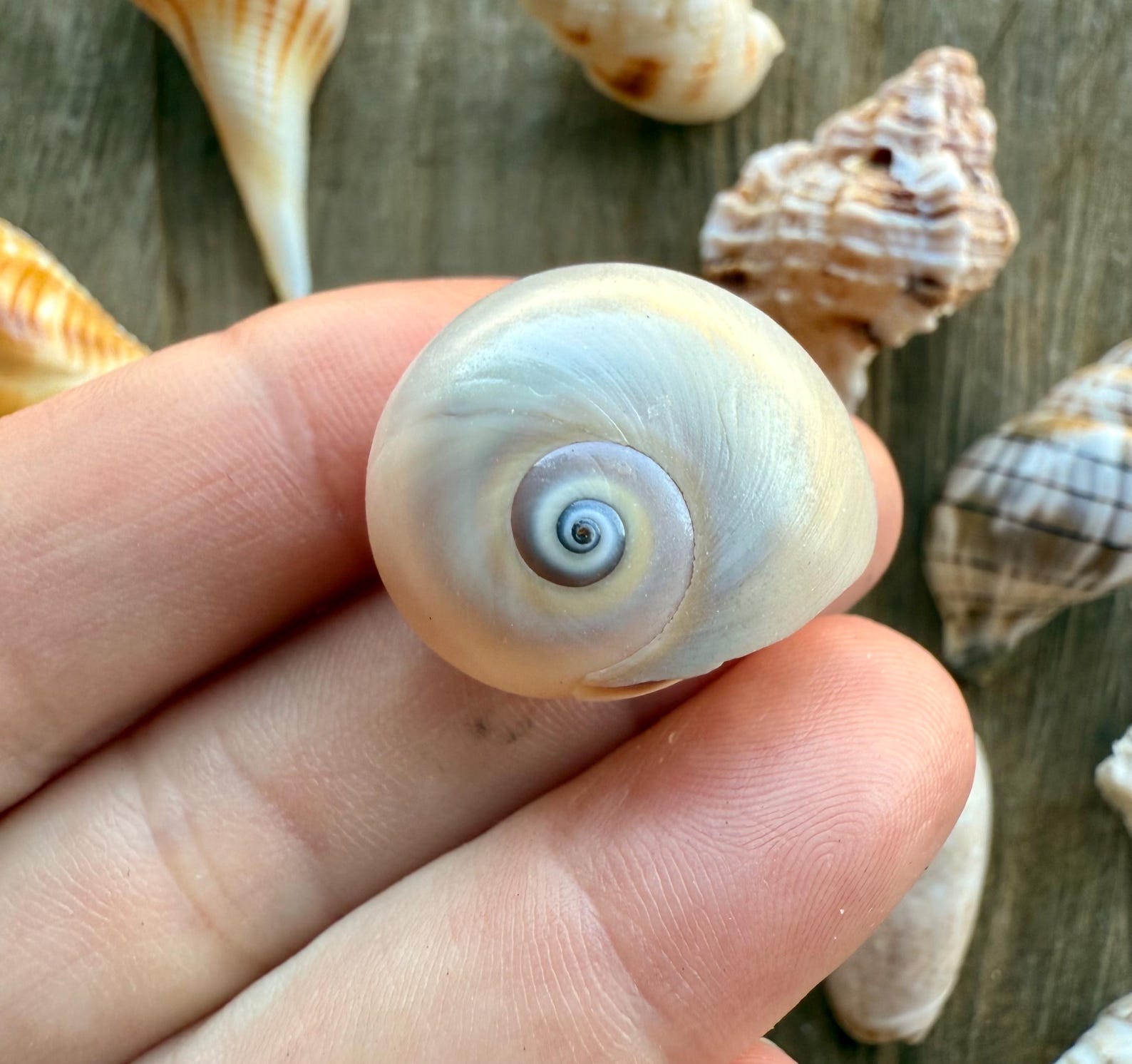 Florida Seashell Collection | Sanibel Island | Florida Seashells ...