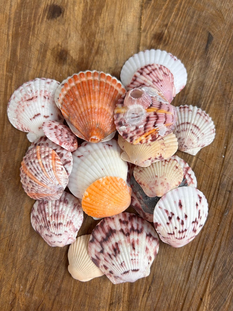 Calico Scallop Seashells Florida Scallop Seashells Nautical Decor Craft ...