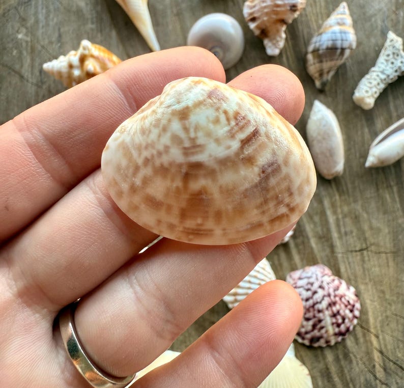 Florida Seashell Collection | Sanibel Island | Florida Seashells ...