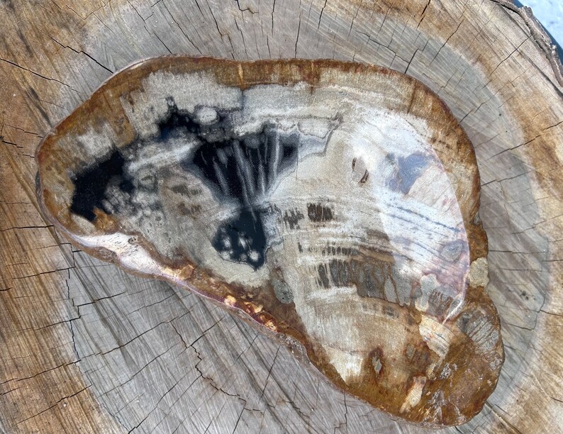 RARE Authentic 13 Piece Florida Fossilized Seashell Collection ...