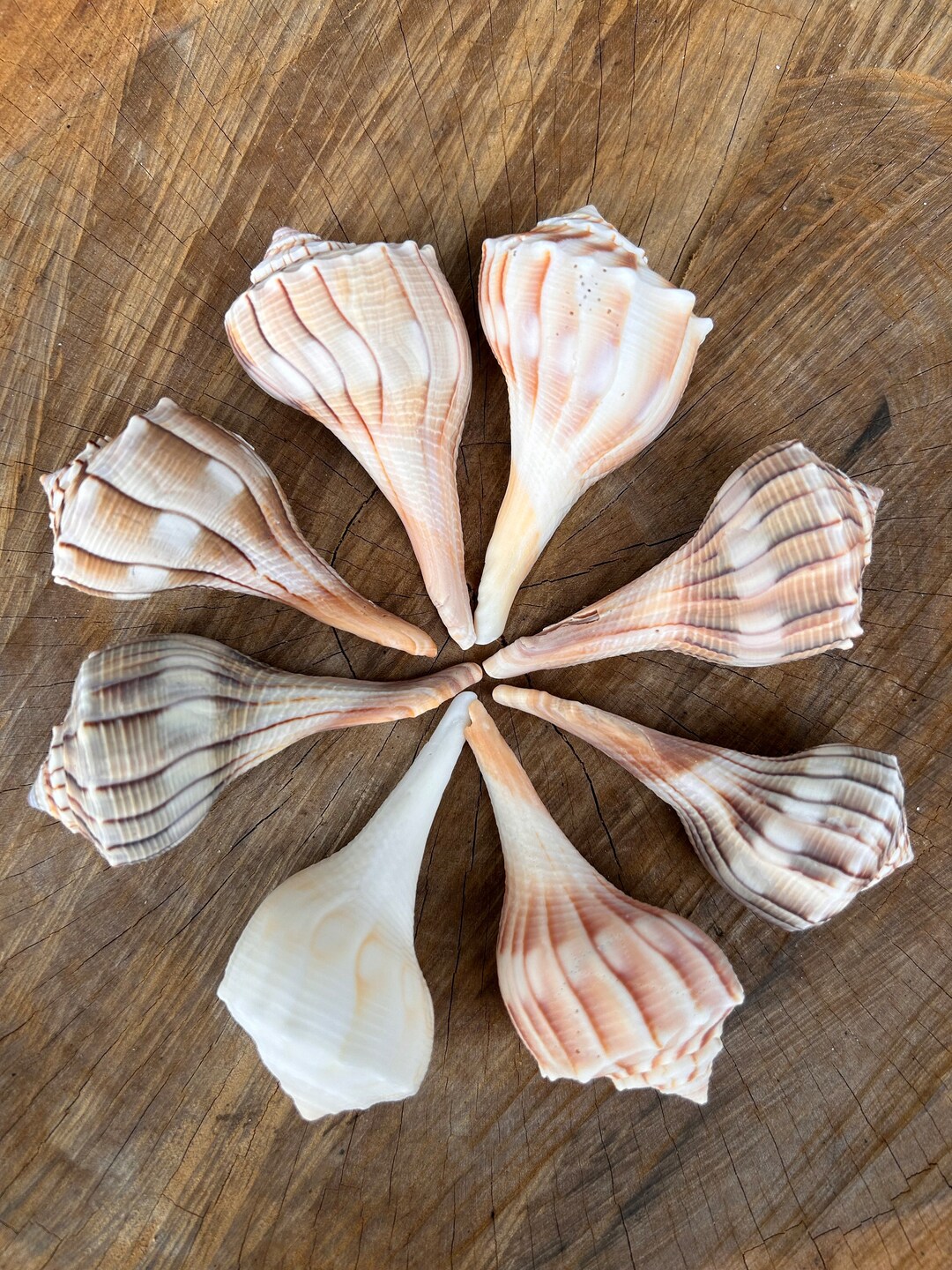 Sanibel Island Lightening Whelks 3 Inches Seashells Shells for Crafts ...