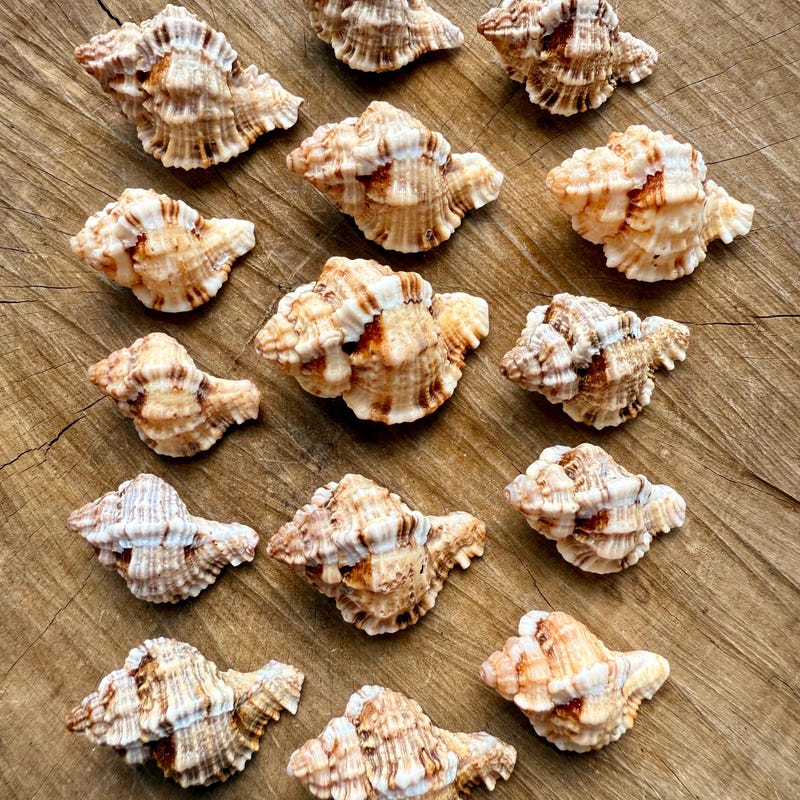 Murex Shell - Etsy