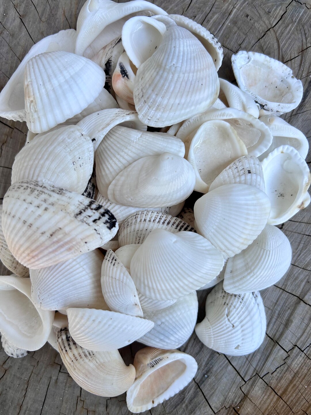 1 Lb Ark Shell Florida Seashells Sanibel Island Craft Shells Ponderous ...