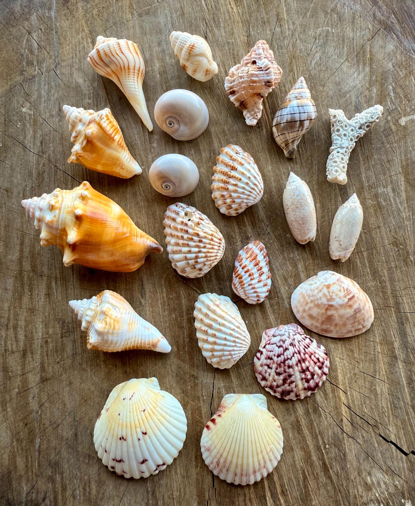 Florida Seashell Collection | Sanibel Island | Florida Seashells ...