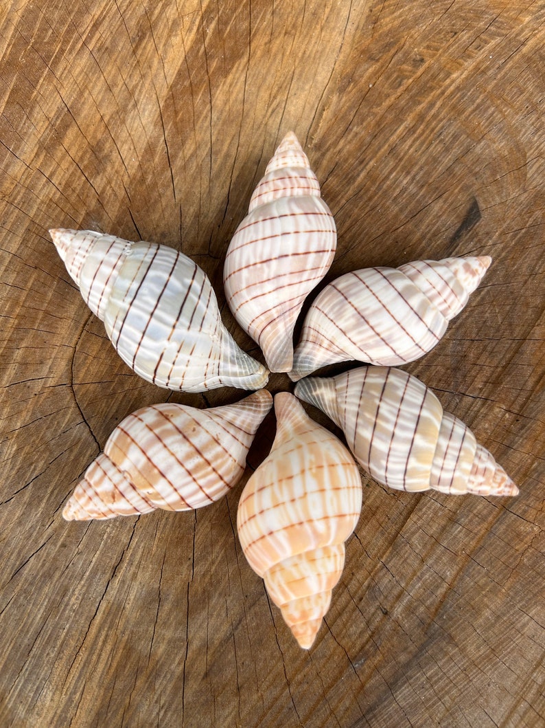 6 Banded Tulip Seashells Sanibel Seashells Shells for - Etsy