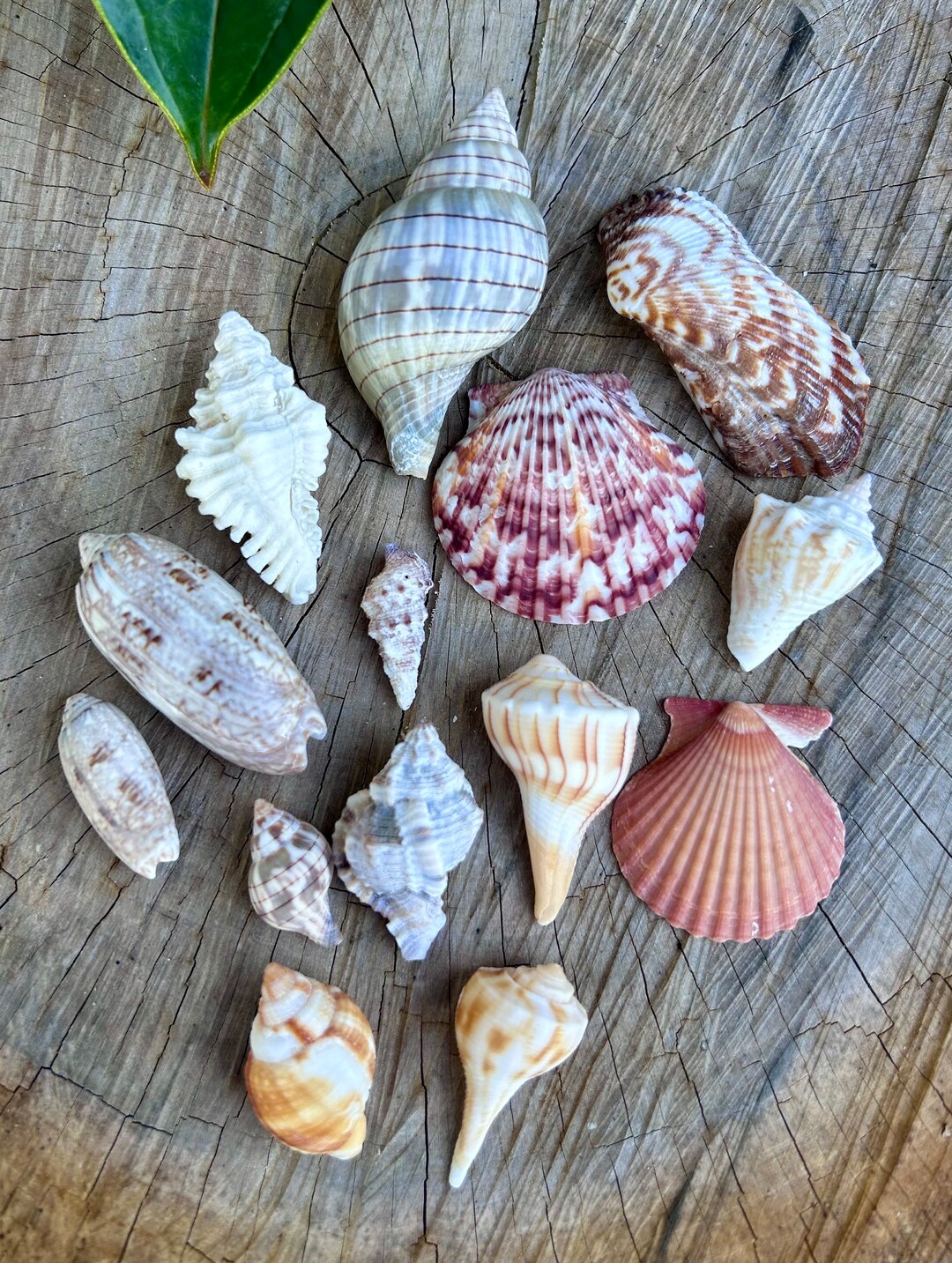 Sanibel Island Seashells | Seashell Collection | Beach Decor | Coastal ...