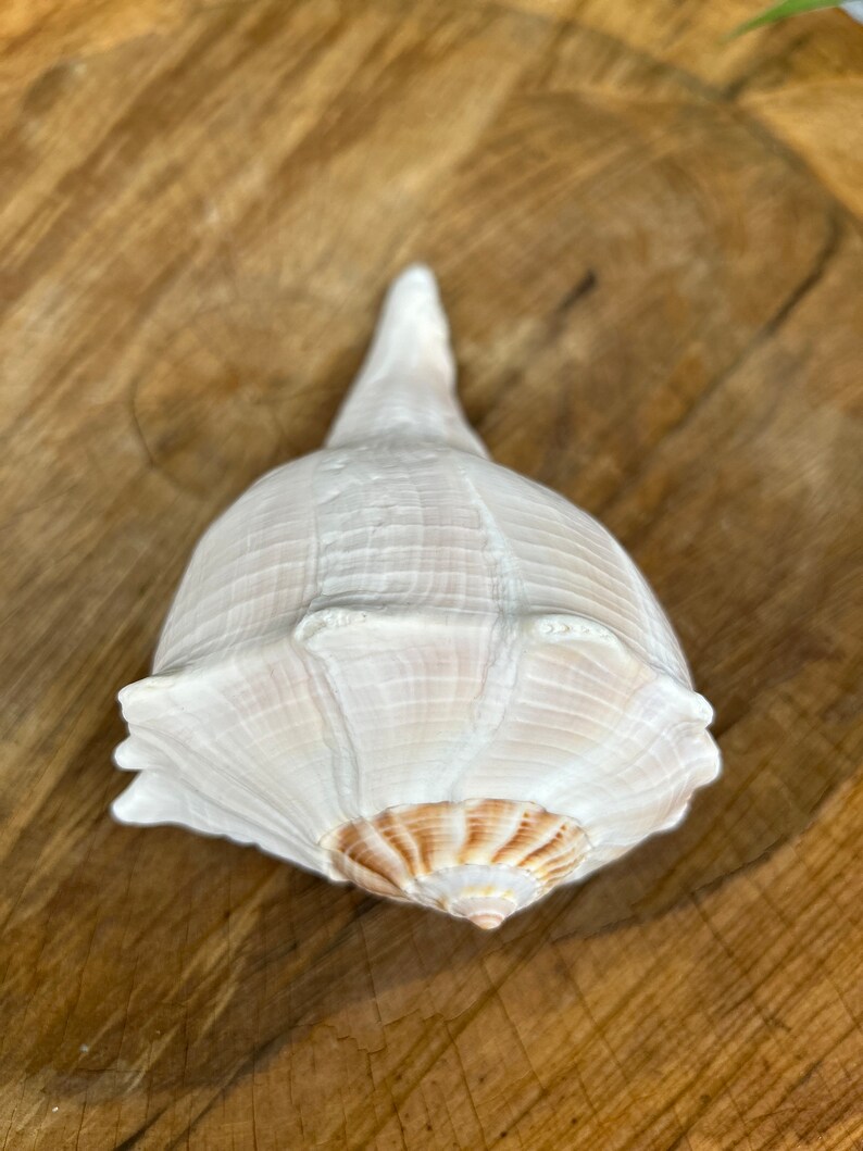 Lightening Whelk Seashell From Sanibel Island, Florida - Etsy