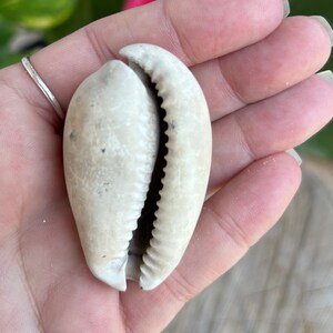 RARE Authentic 13 Piece Florida Fossilized Seashell Collection ...