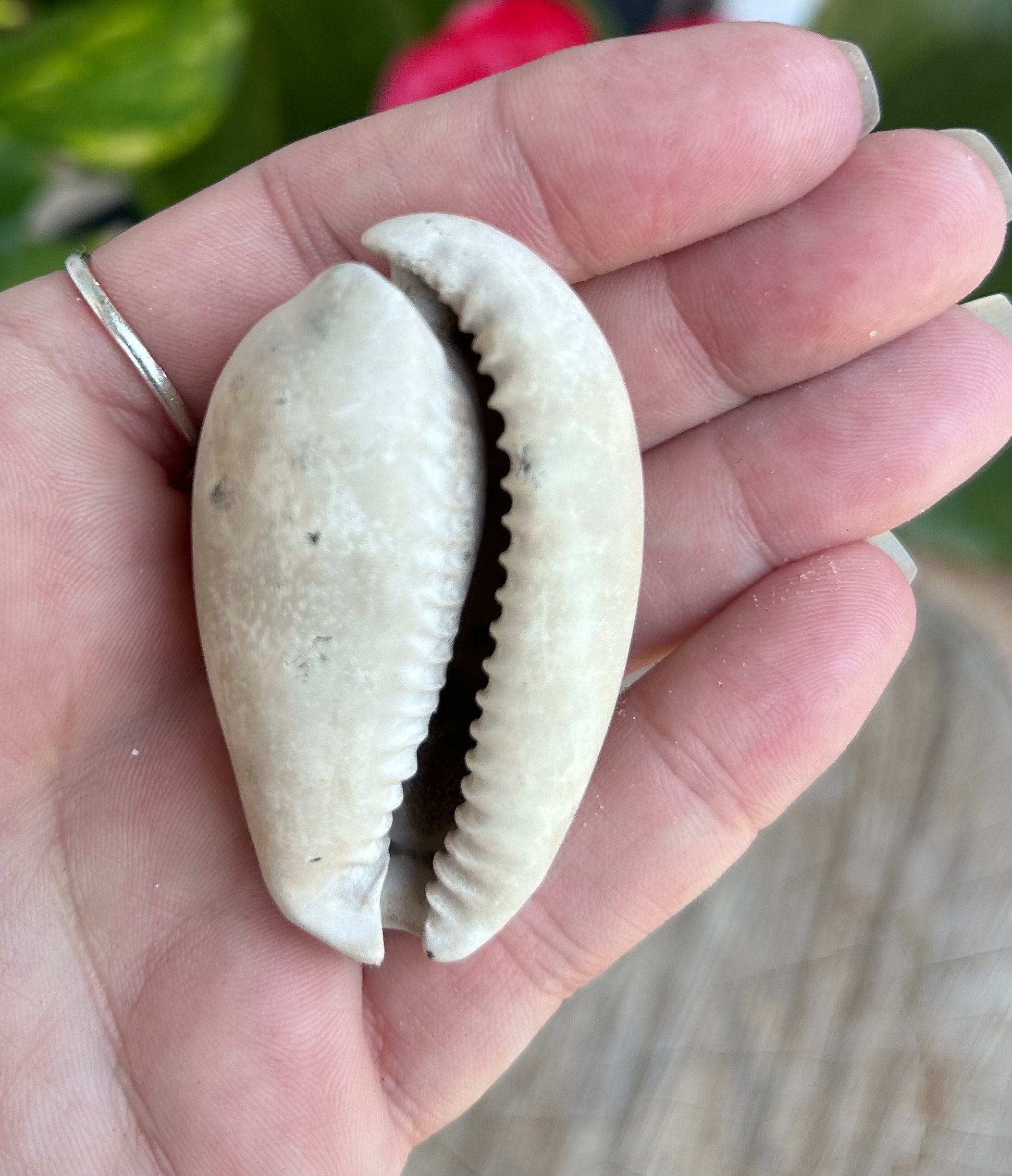 RARE Authentic 13 Piece Florida Fossilized Seashell Collection W ...