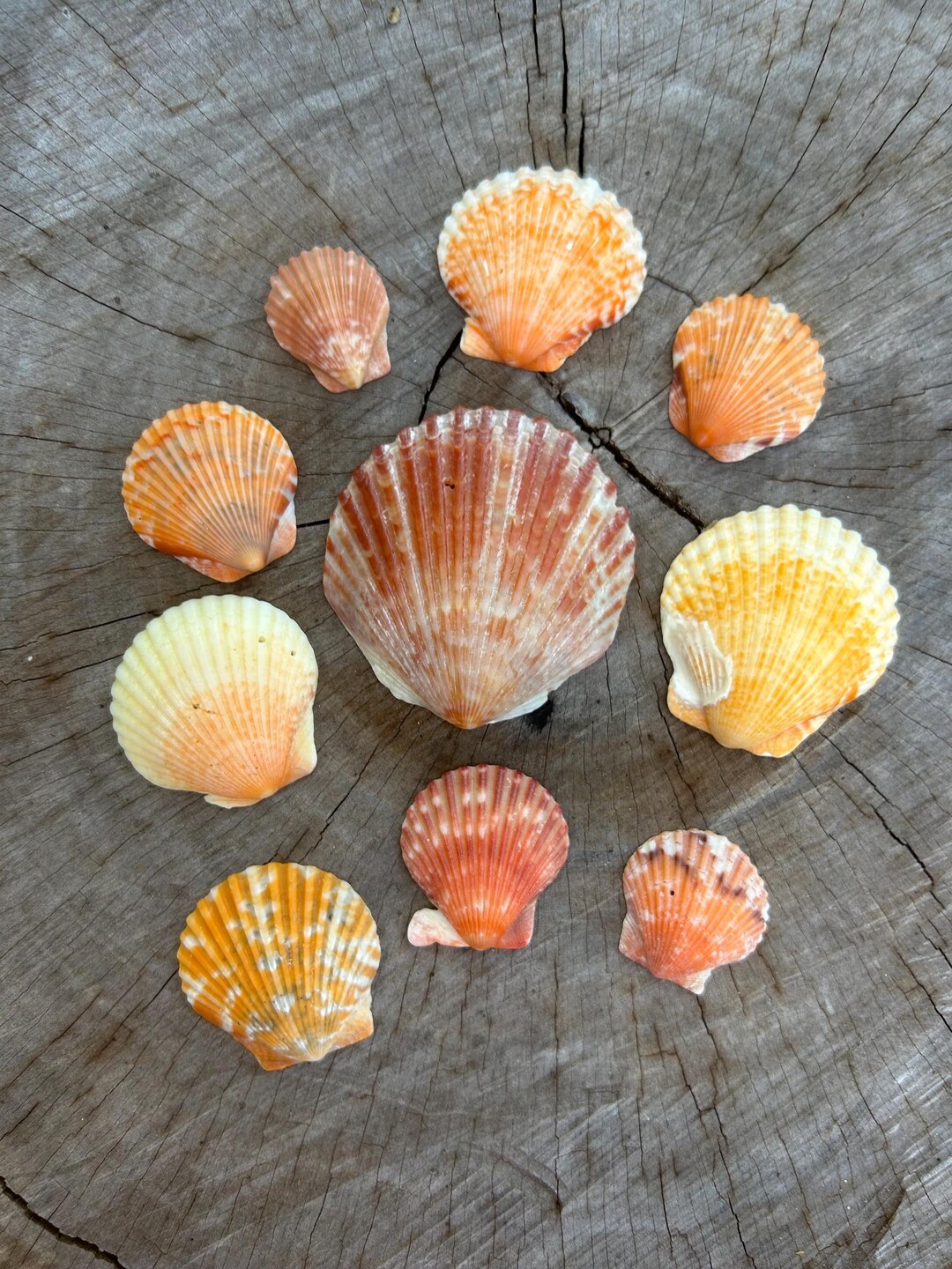 10 Orange Calico & Bay Scallop Seashells Sanibel Island Florida ...