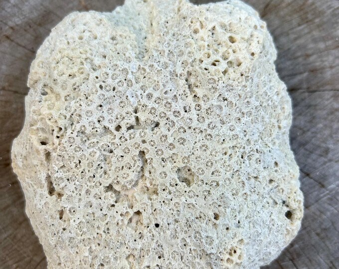 Sanibel Island Seashells Seashell Collection Beach Decor Coastal ...