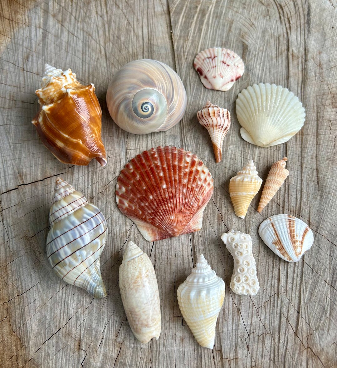 Sanibel Island Seashells | Seashell Collection | Beach Decor | Coastal ...