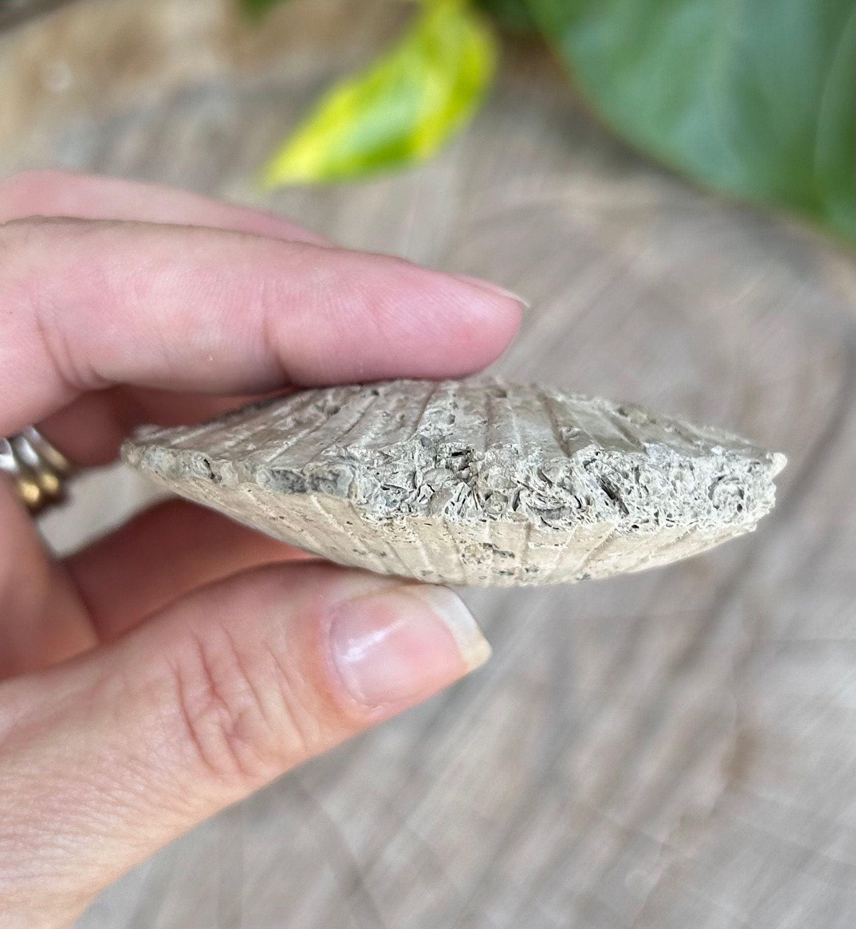 RARE Authentic 13 Piece Florida Fossilized Seashell Collection W ...