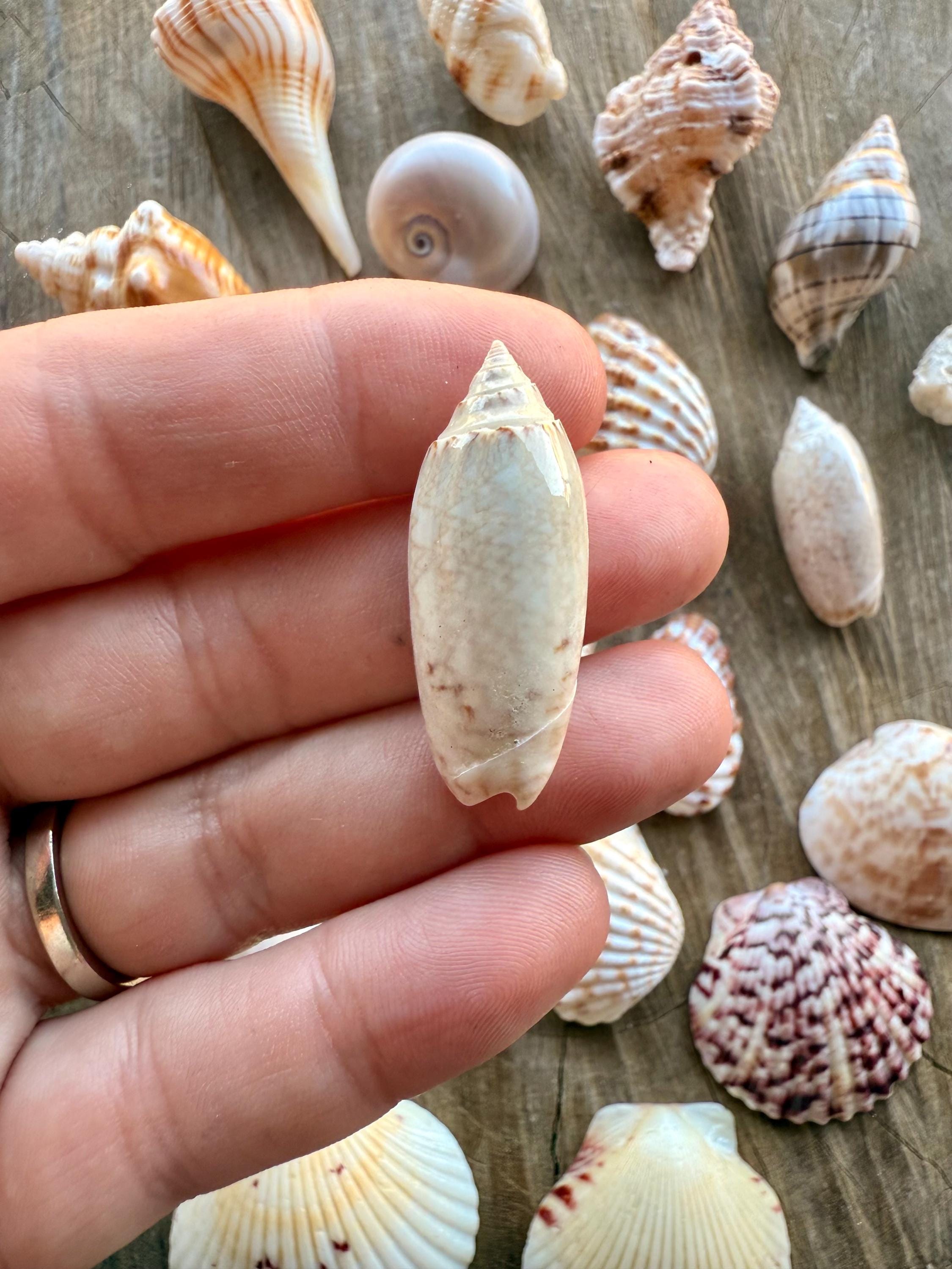 Florida Seashell Collection | Sanibel Island | Florida Seashells ...
