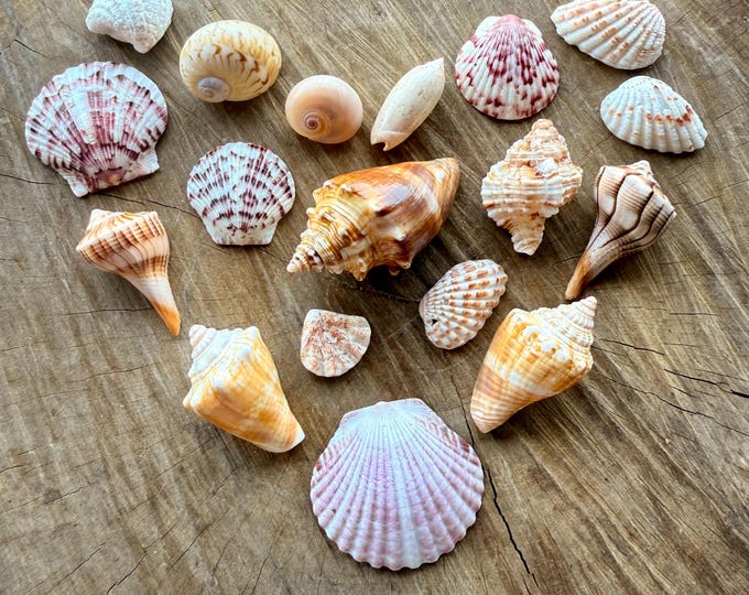 Sanibel Island Seashells | Florida Seashells | Sanibel Shells ...