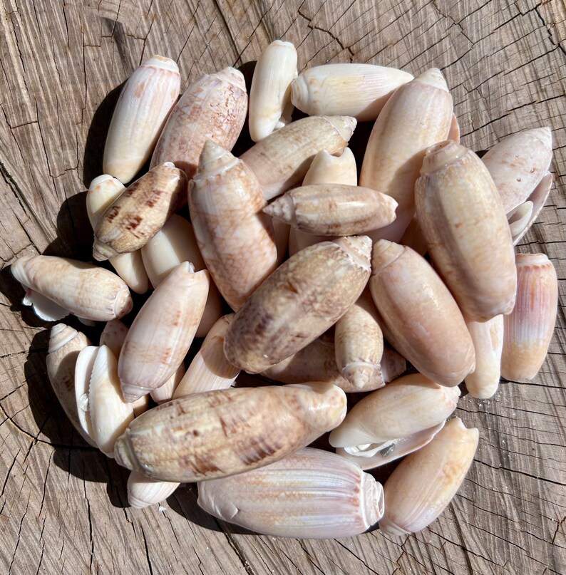 Lettered Olive Seashells Bulk Seashell Beach Decor DIY Craft Shells ...