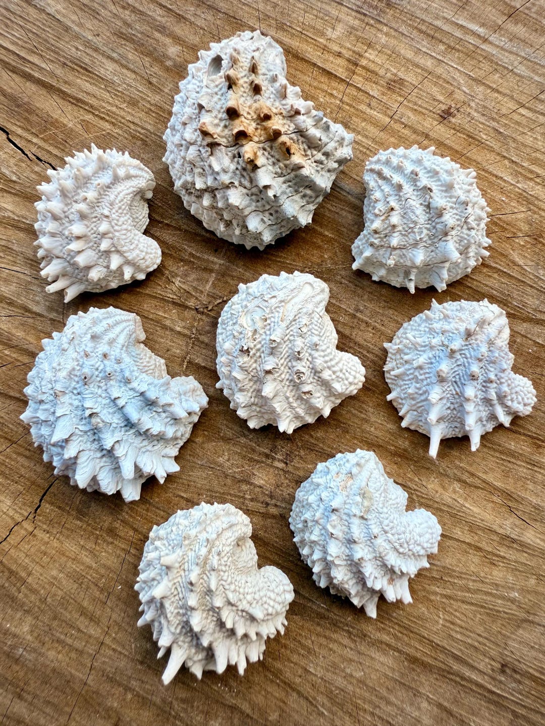 Fossilized Spiny Jewel Box Seashells | Florida Seashells | Florida ...