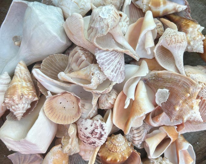 Sanibel Island Seashells Seashell Collection Beach Decor Coastal ...