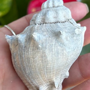 RARE Authentic 13 Piece Florida Fossilized Seashell Collection ...