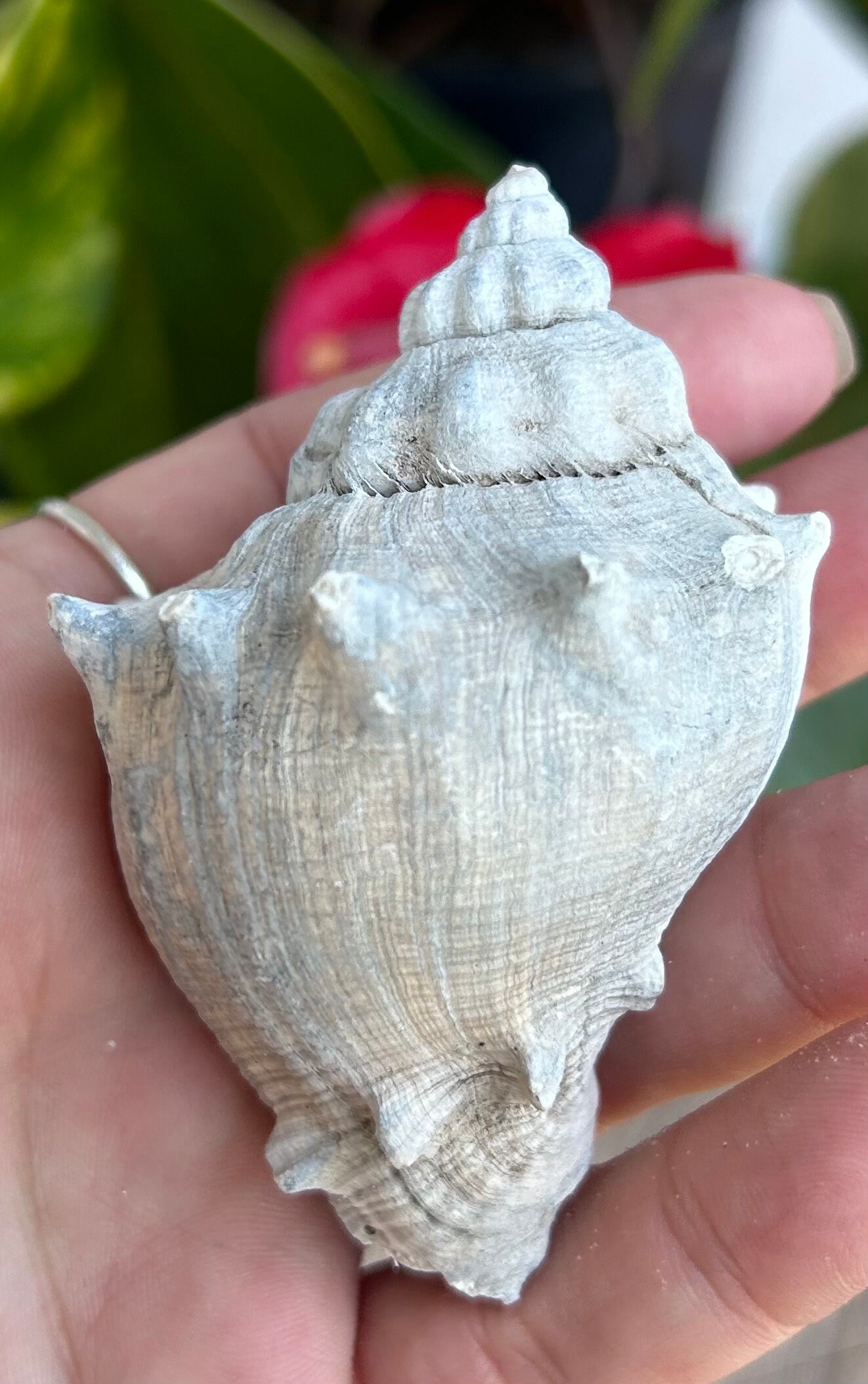 RARE Authentic 13 Piece Florida Fossilized Seashell Collection W ...